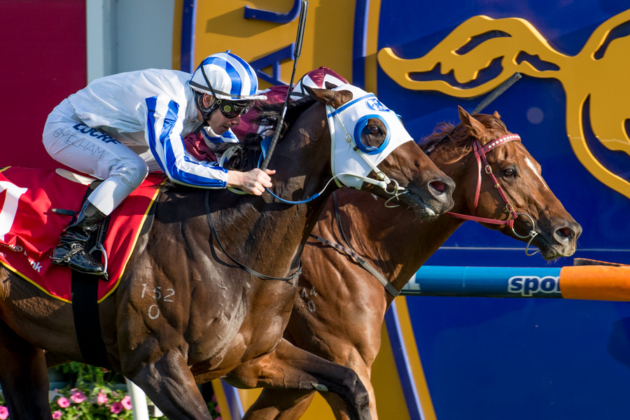 Rawiller back on Trust In A Gust in 2014 Toorak Handicap Field | Sports ...