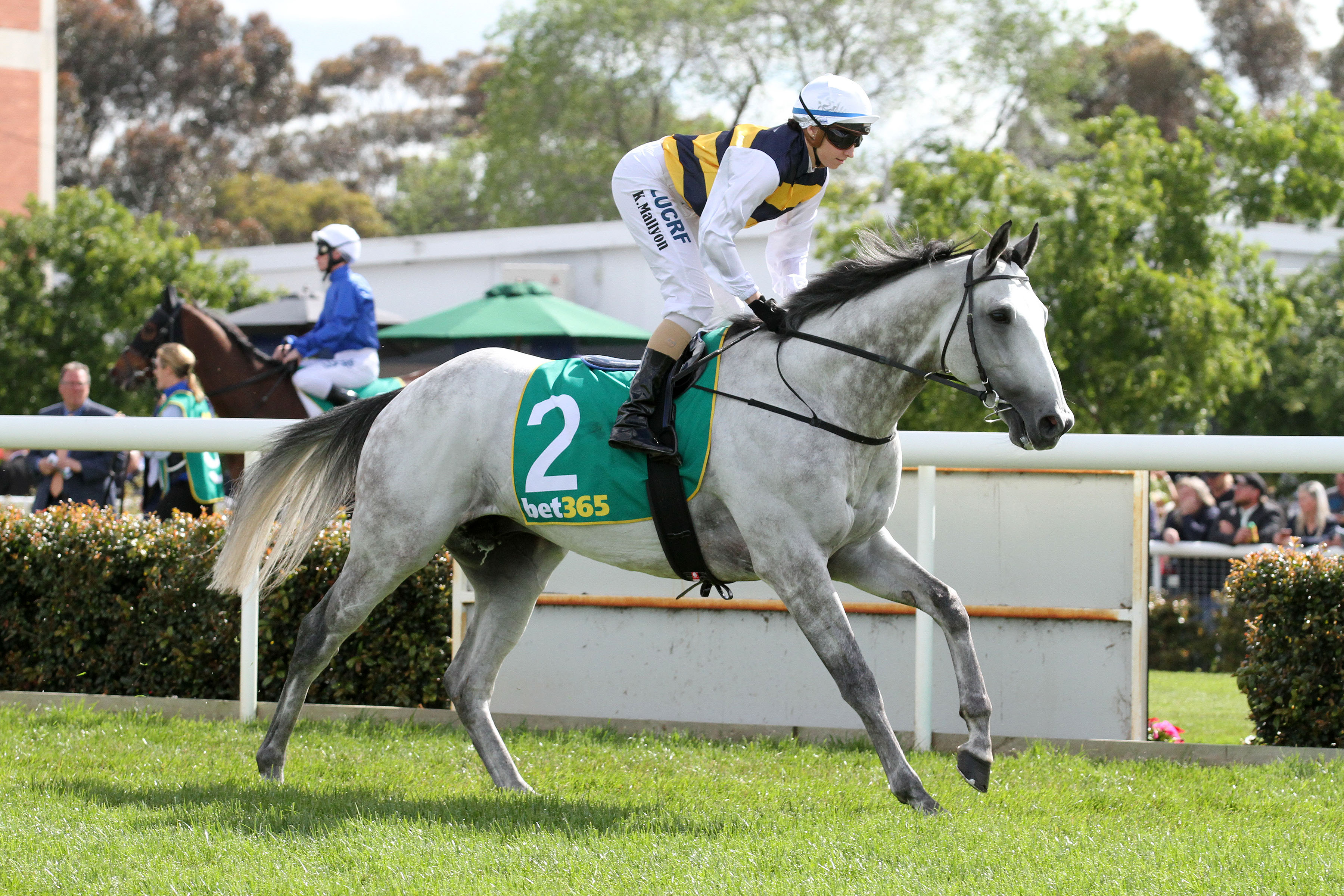 Grey Lion on target for Easter Cup | Sports News Australia