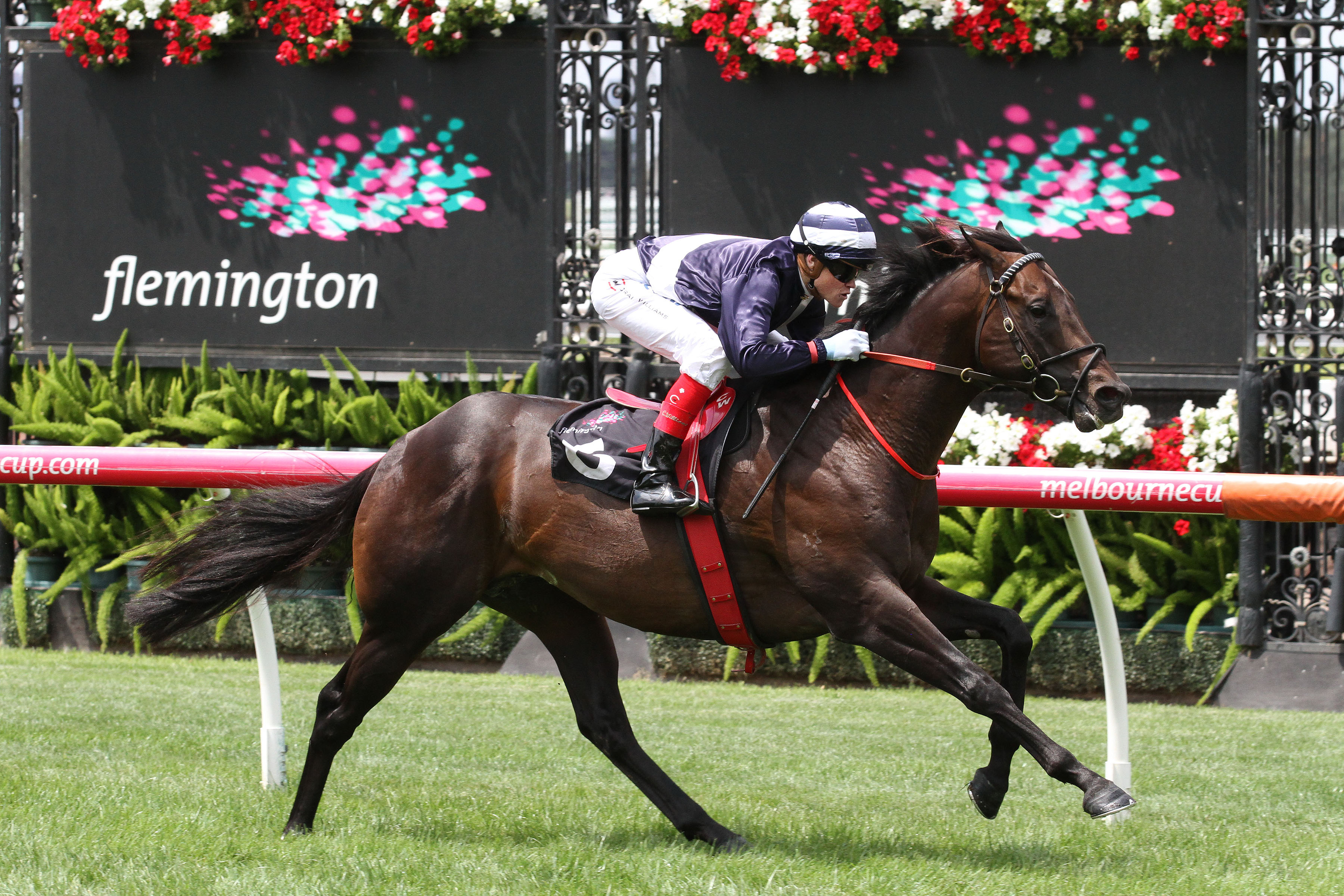 Supido heads Sir John Monash Stakes odds | Sports News Australia