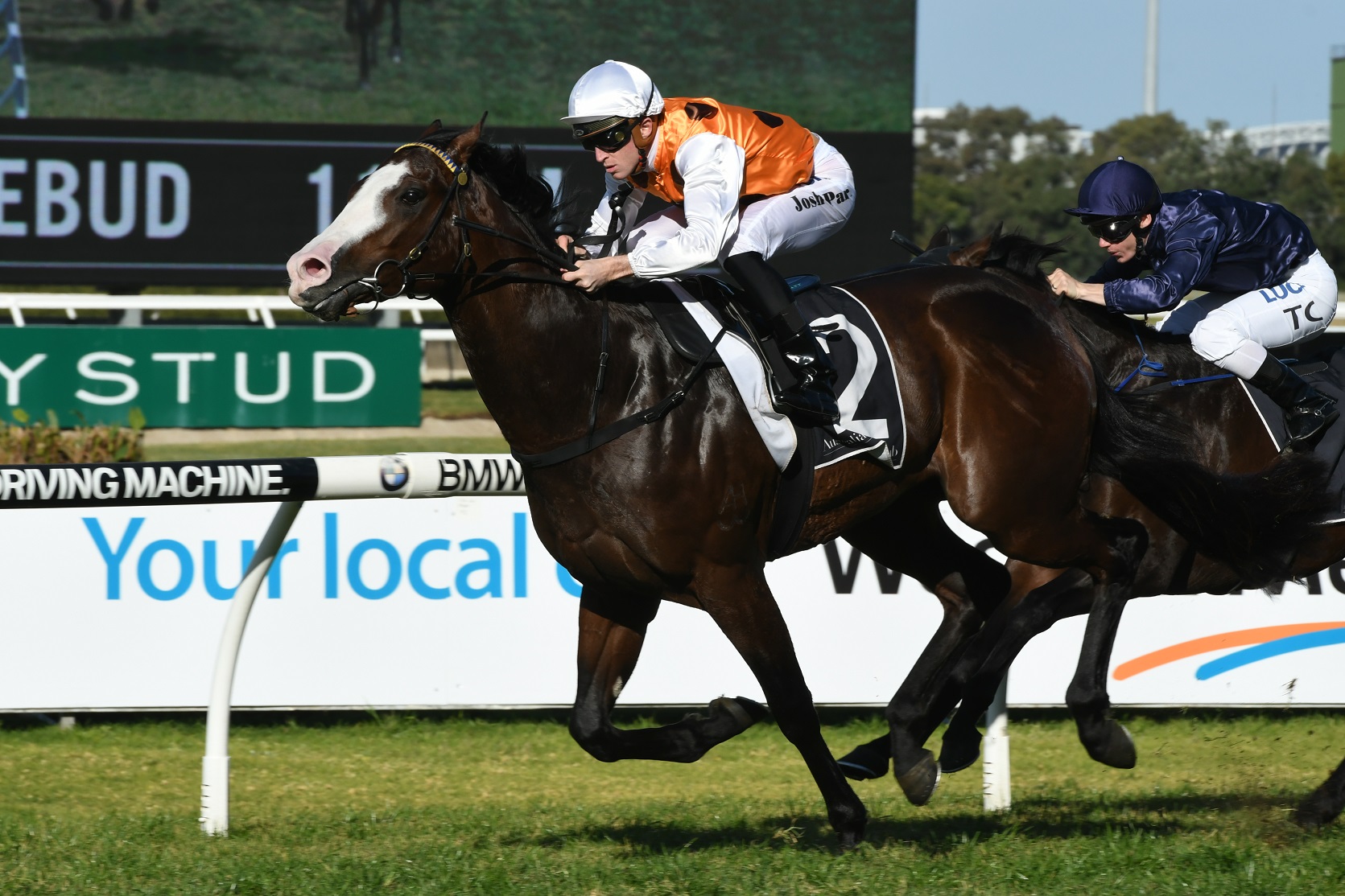 Run To The Rose horse heavily backed | Sports News Australia