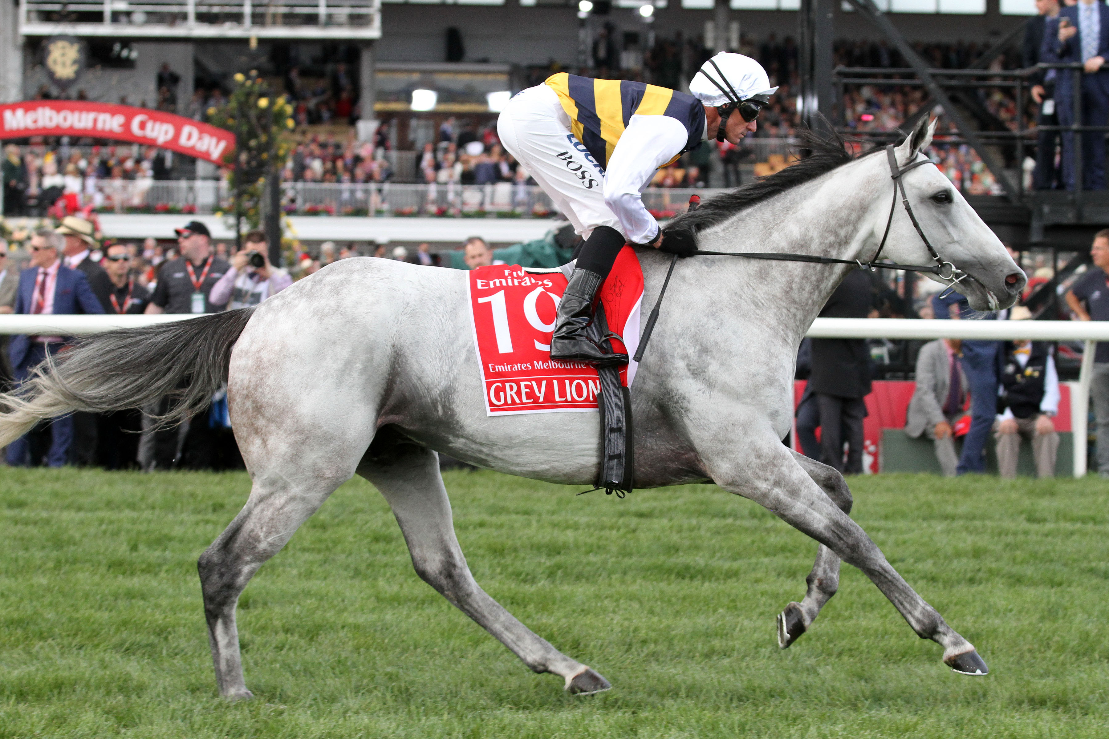 Grey Lion on target for Ballarat Cup 2017 | Sports News Australia