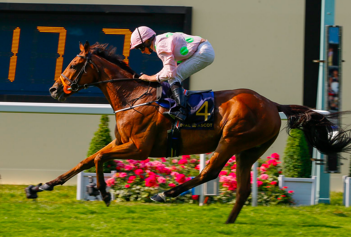 Thomas Hobson well handicapped in Melbourne Cup | Sports News Australia