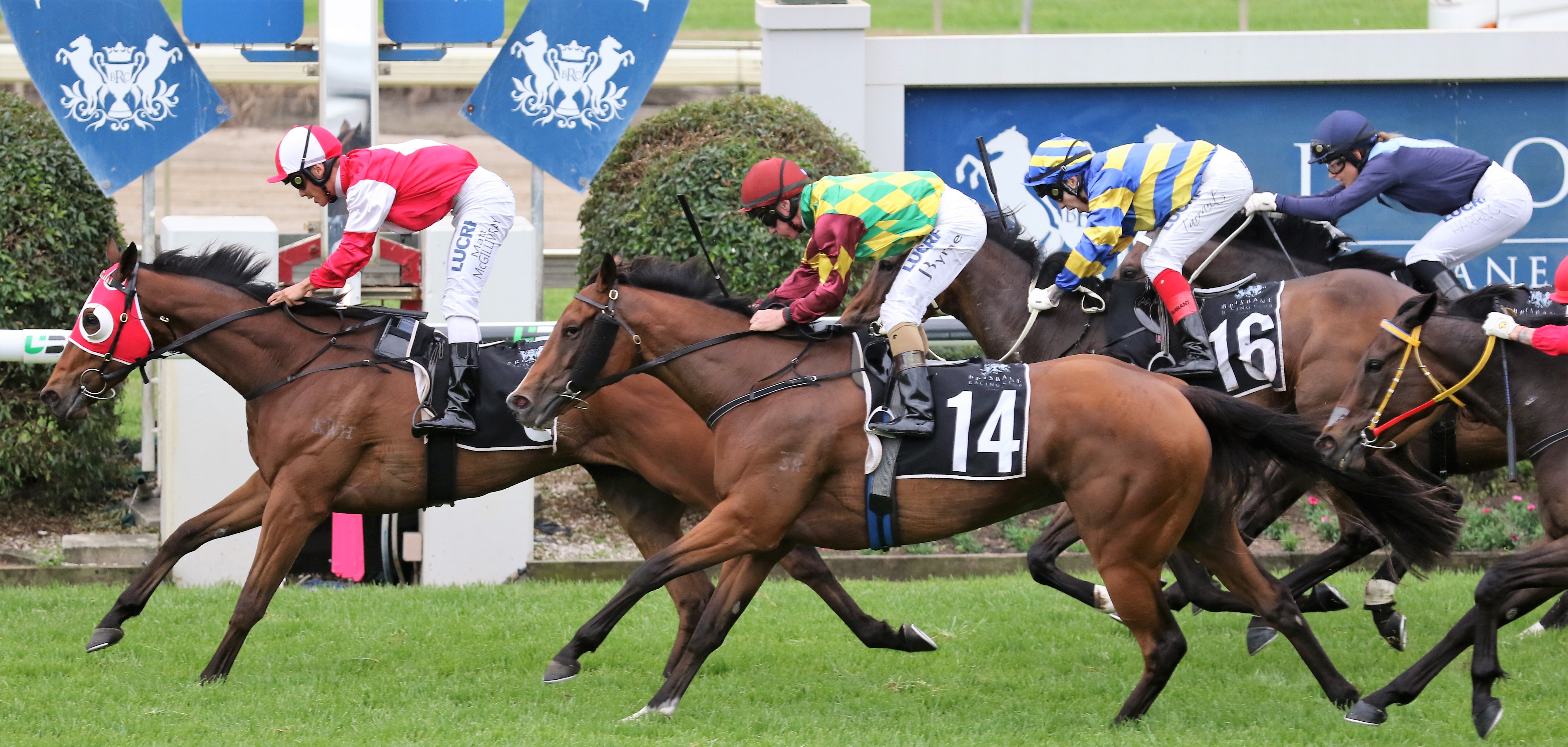 Endless Days races into Magic Millions Trophy | Sports News Australia