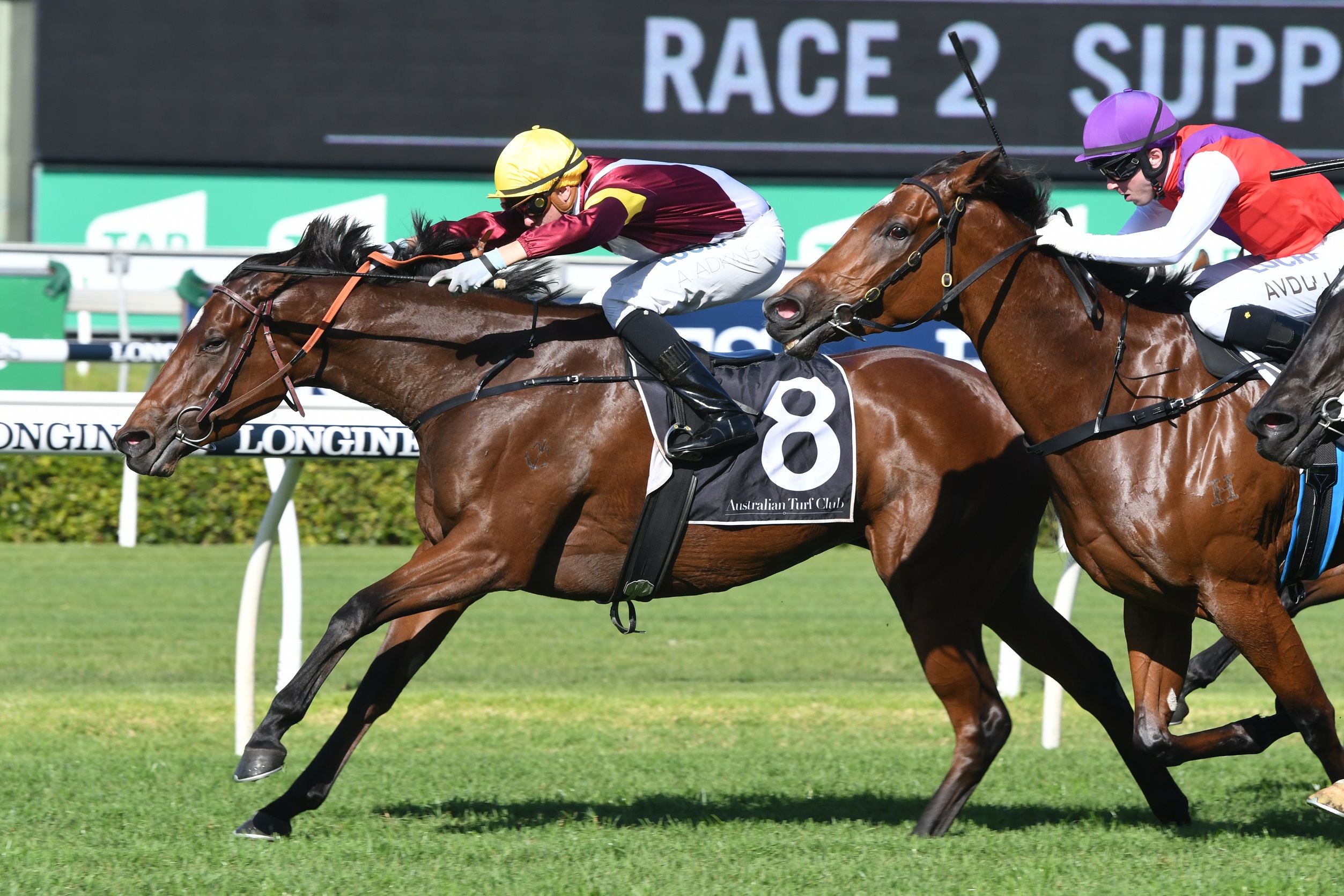 Touch Of Mink on trial for Sunshine Coast Guineas | Sports News Australia