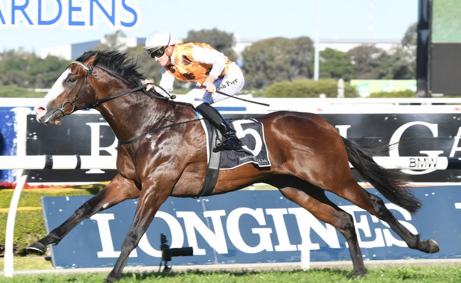 Menari added to Newgate stallion roster | Sports News Australia