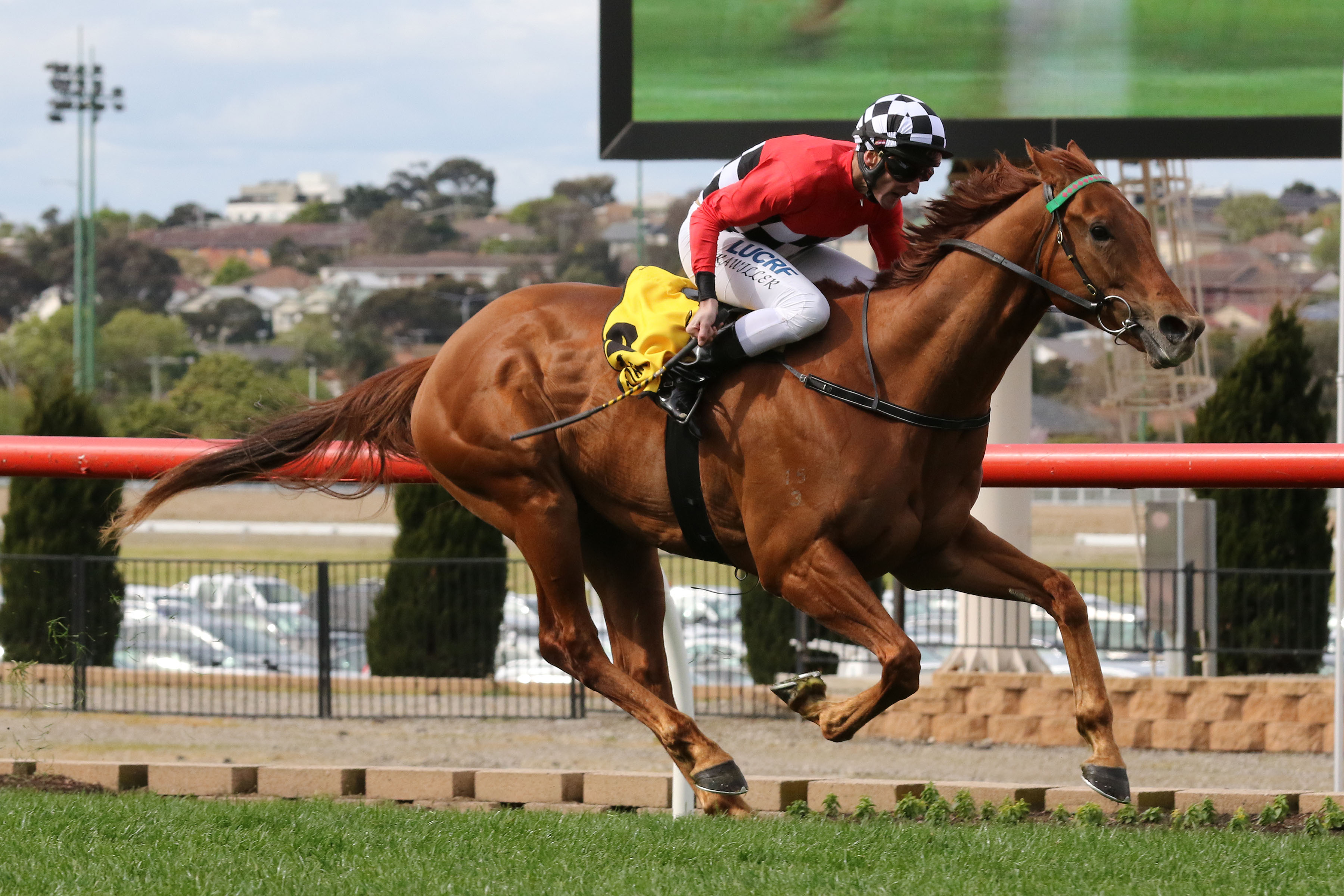 Trap For Fools omitted from Cox Plate Field | Sports News Australia