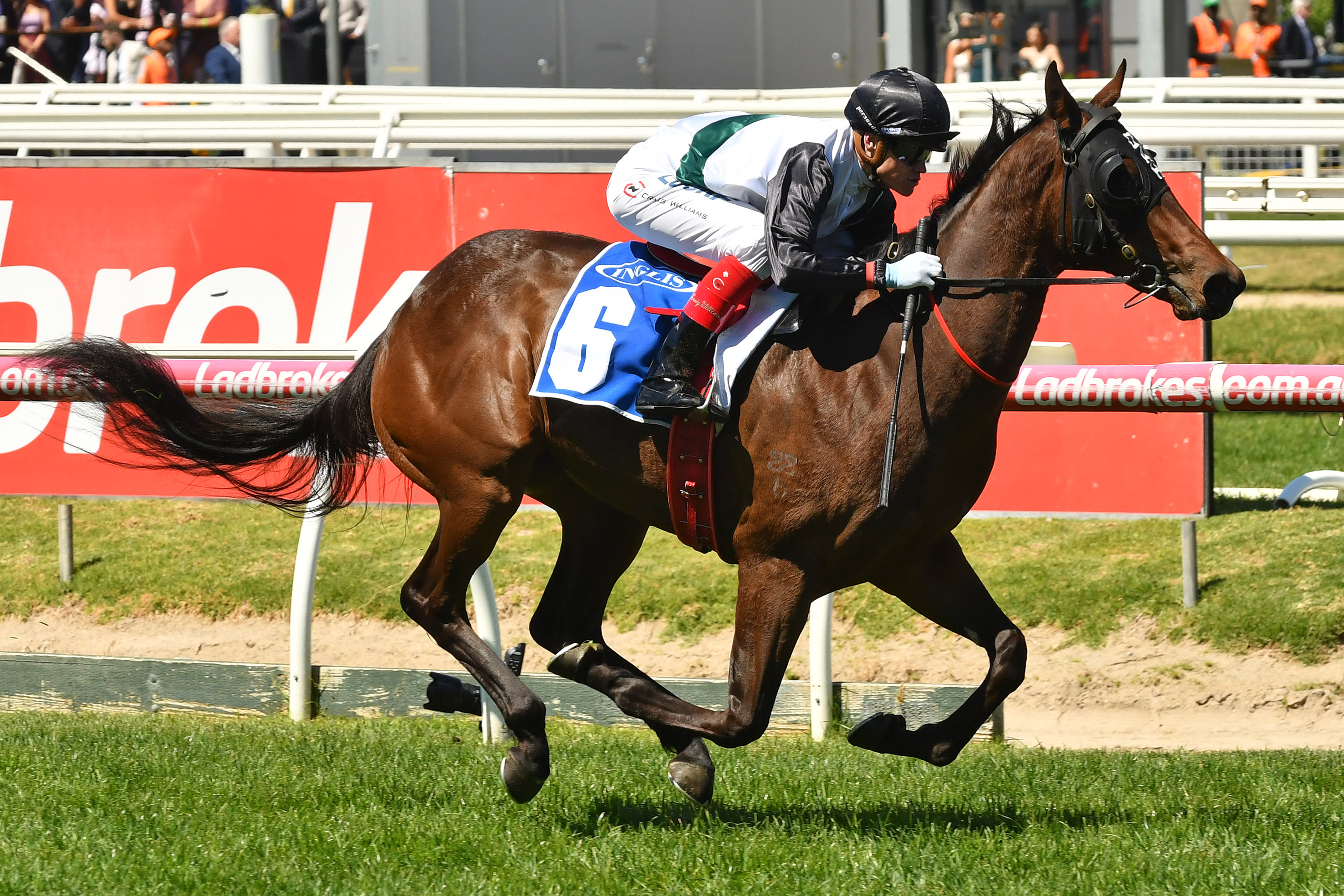 Champagne Boom likely to race again on Melbourne Cup day | Sports News ...