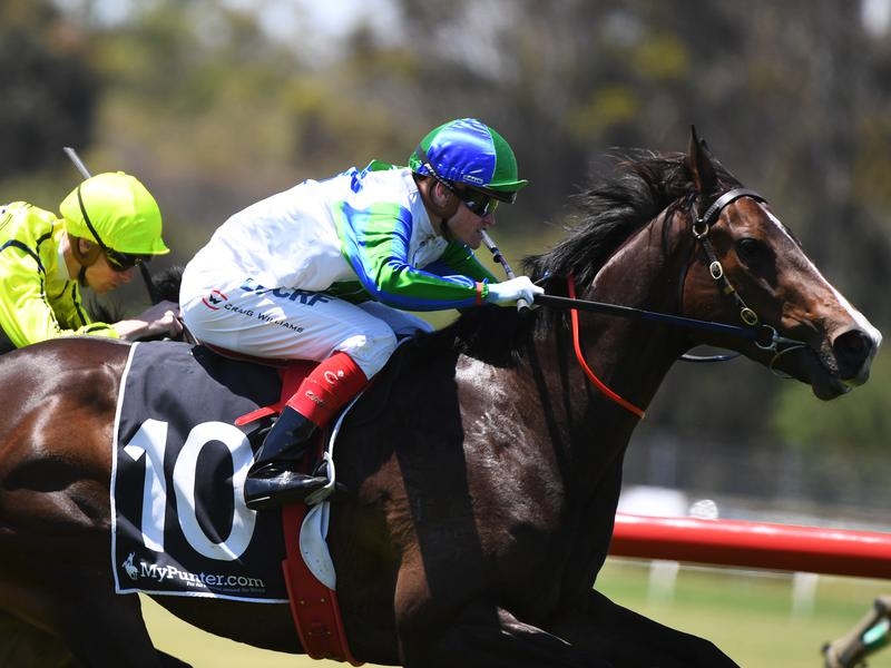 Gold Fields could target Wodonga Cup | Sports News Australia