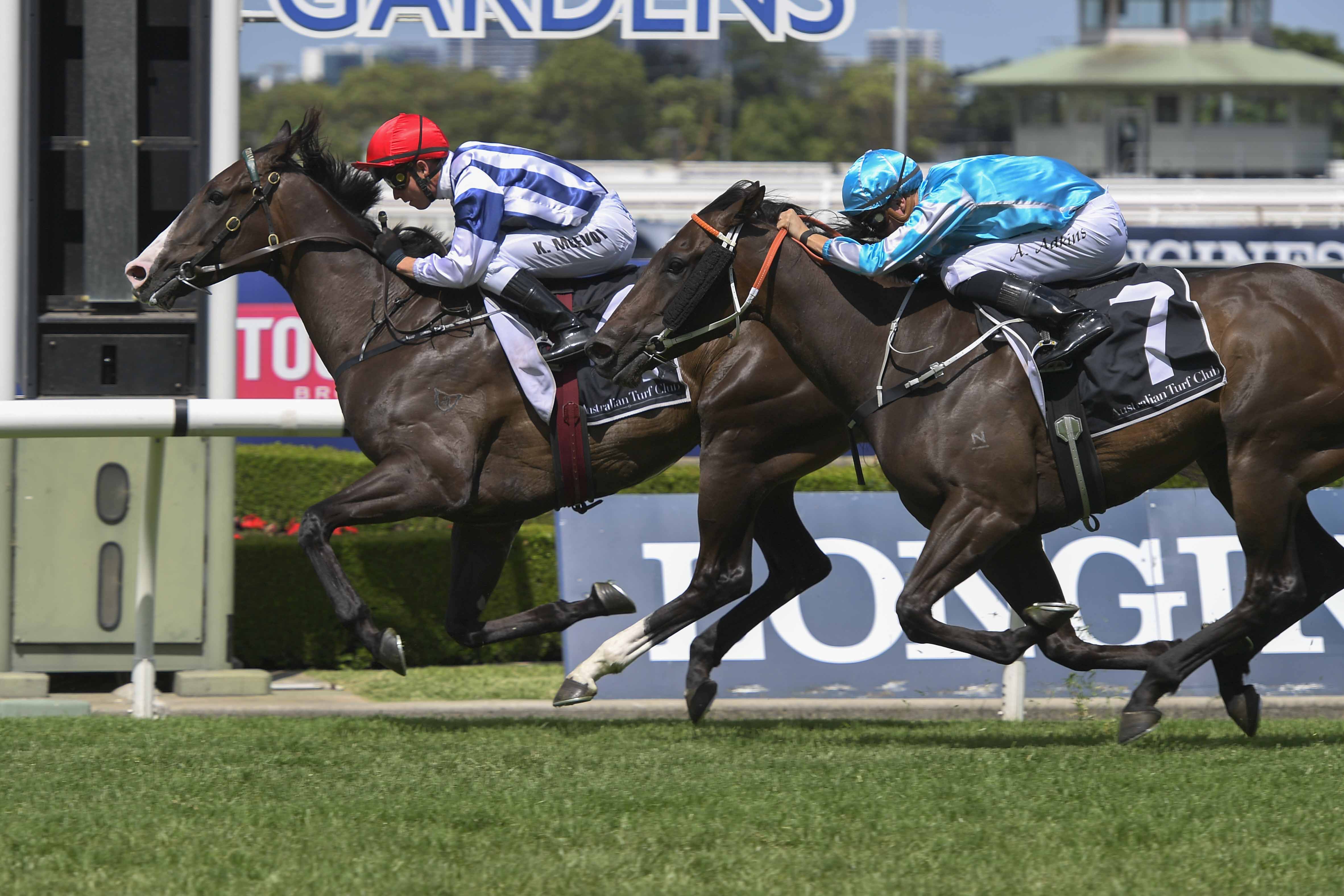 Razor Sharp Stakes test for emerging sprinter | Sports News Australia