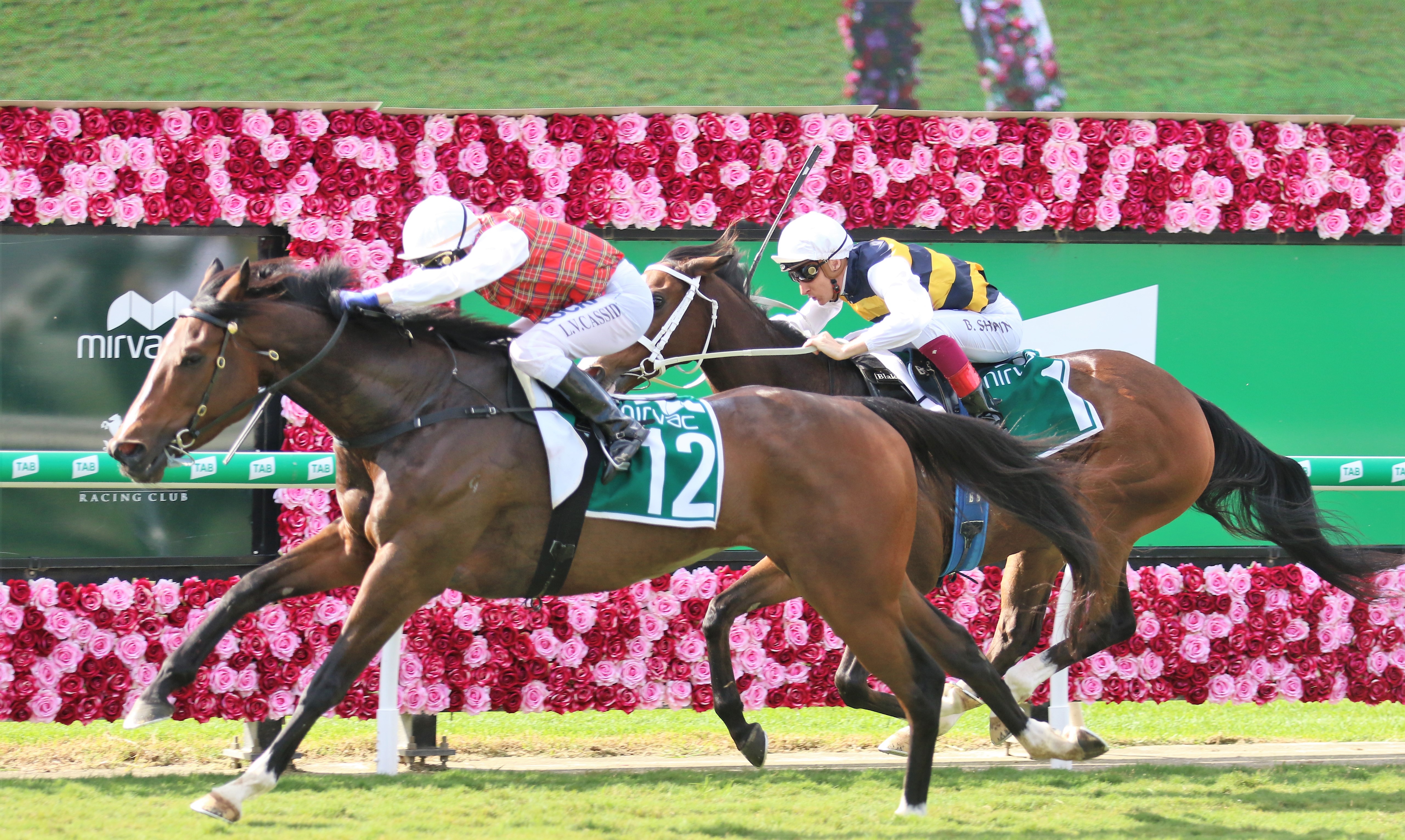 Order Again shows credentials for Stradbroke Handicap | Sports News ...