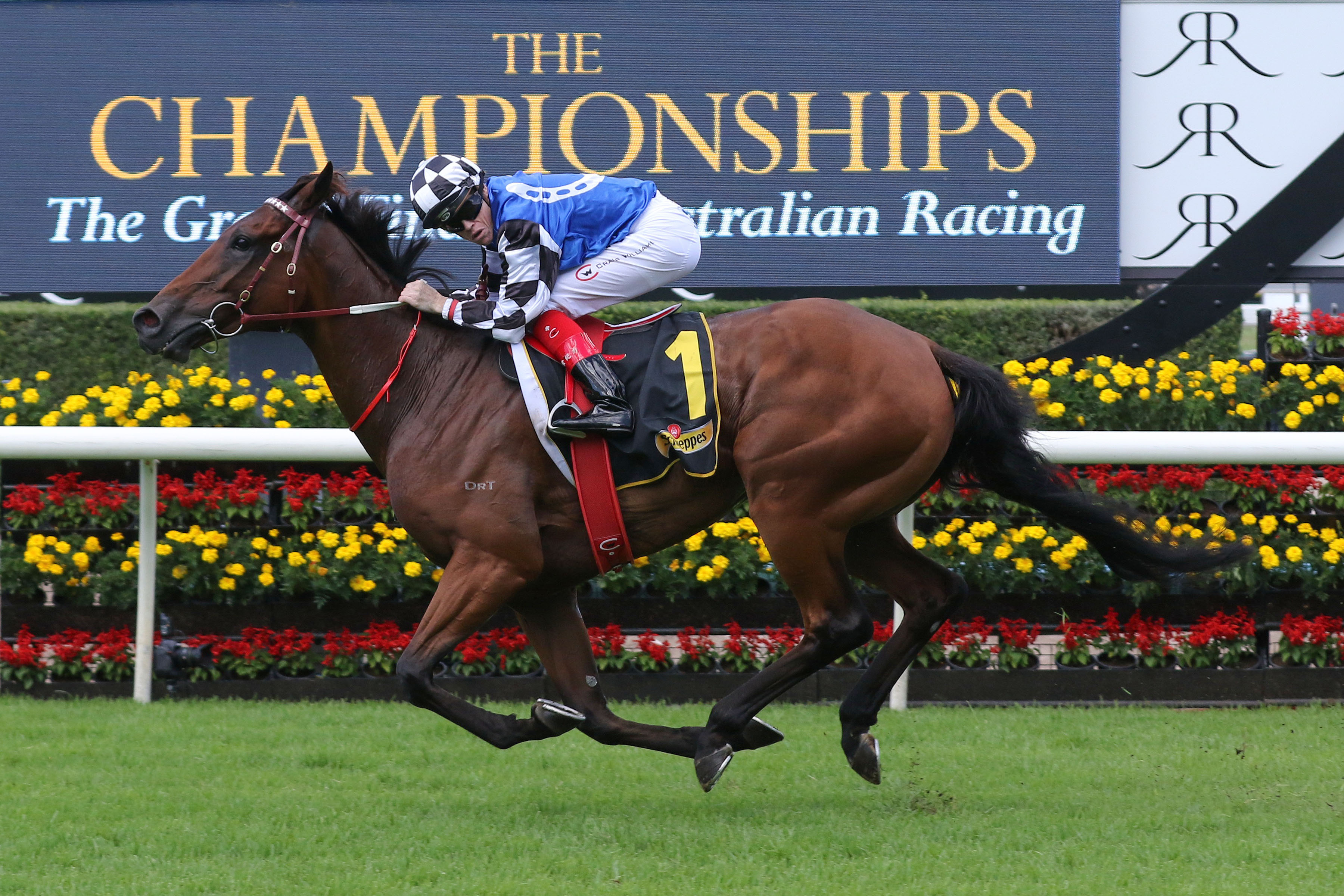 Big Duke heads the Caloundra Cup odds | Sports News Australia