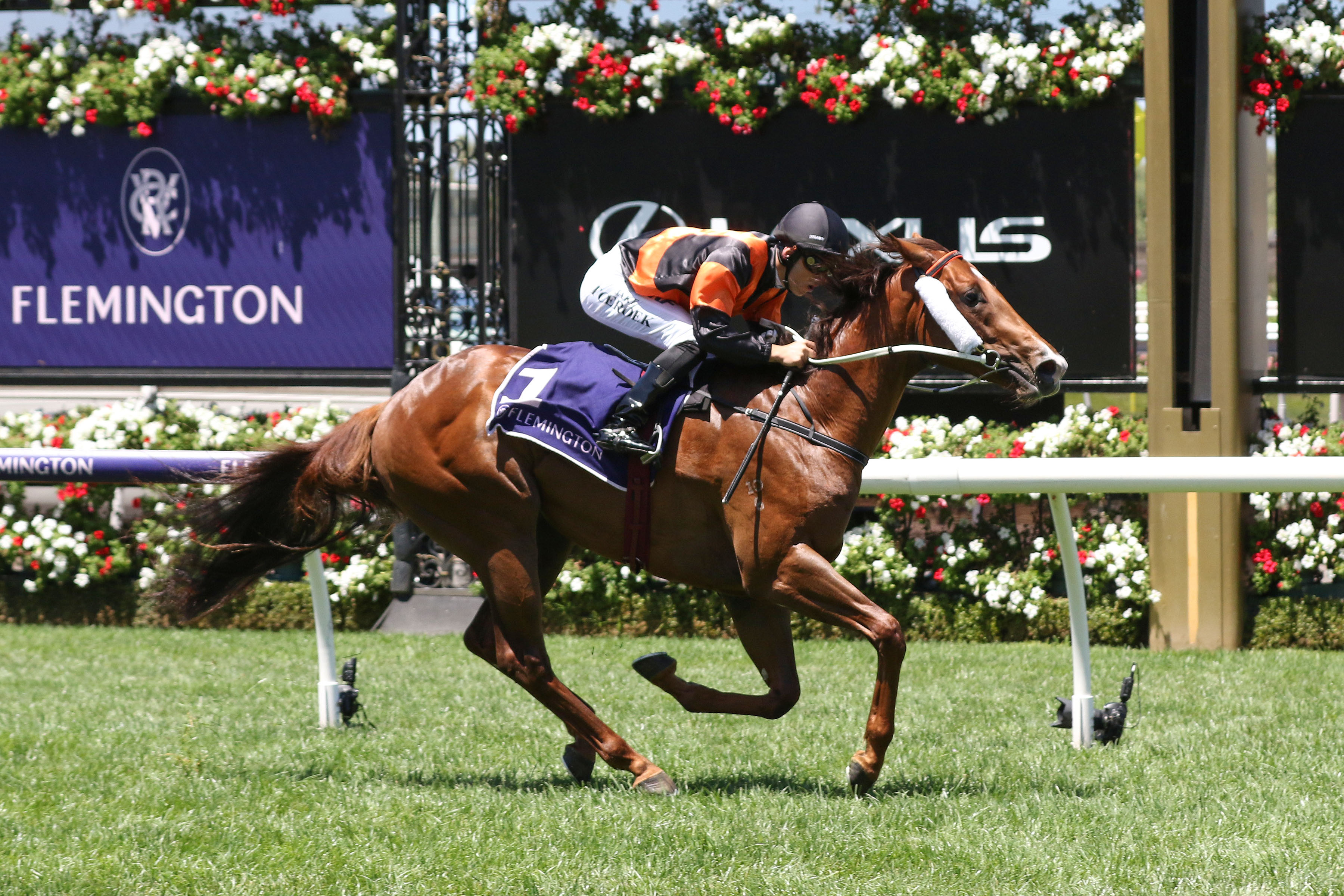 Star colt out of Spring Racing Carnival | Sports News Australia