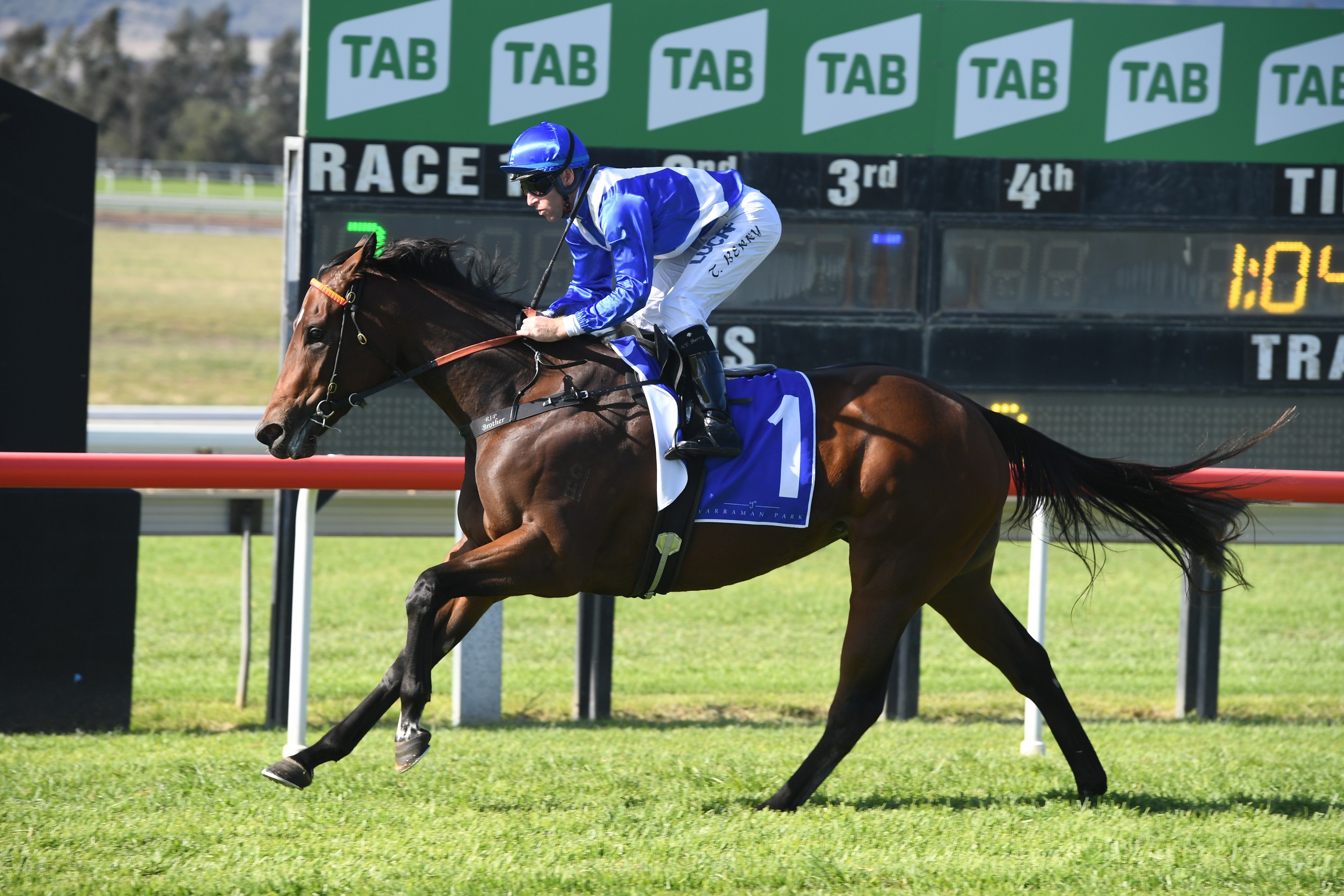 Anthony Cummings relaxed ahead of Libertini's Silver Shadow Stakes ...