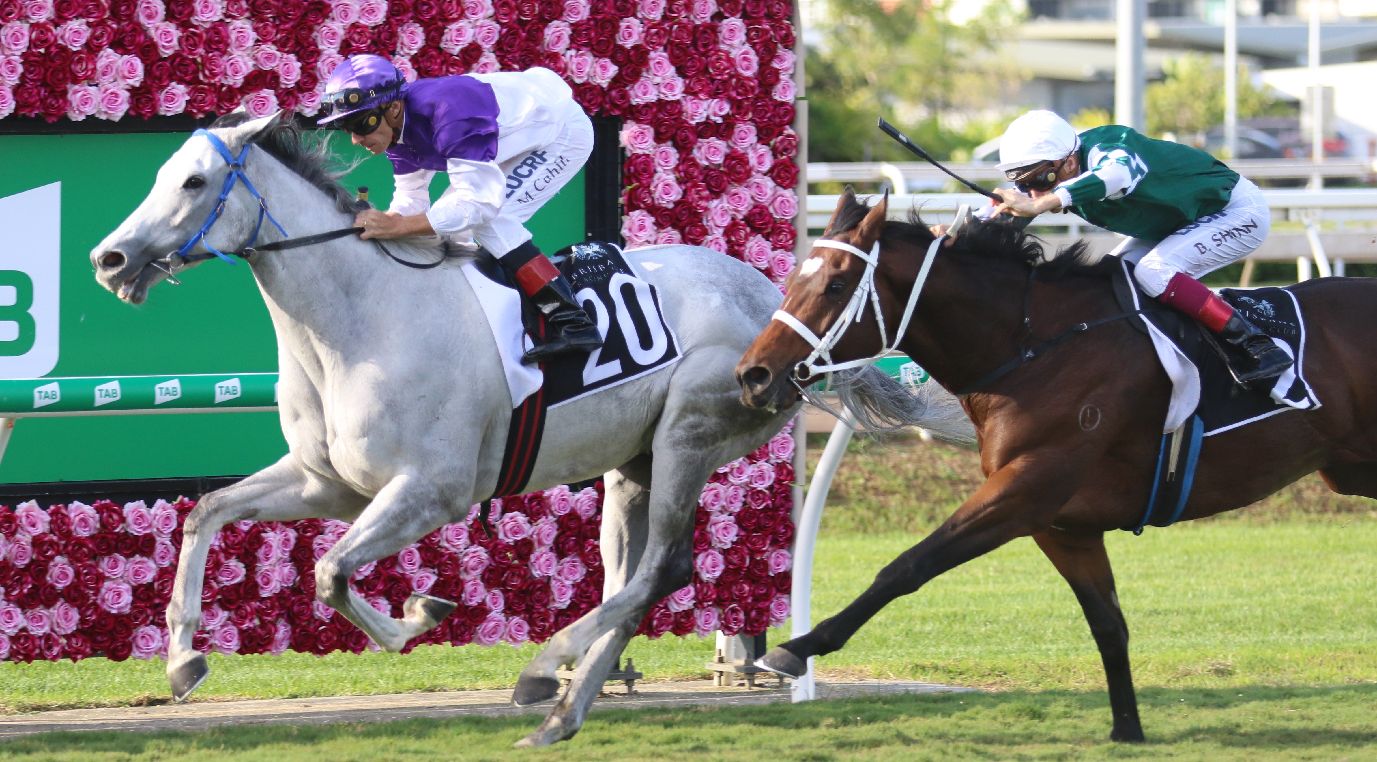 The Candy Man ready for WFA challenge in Craven Plate | Sports News ...