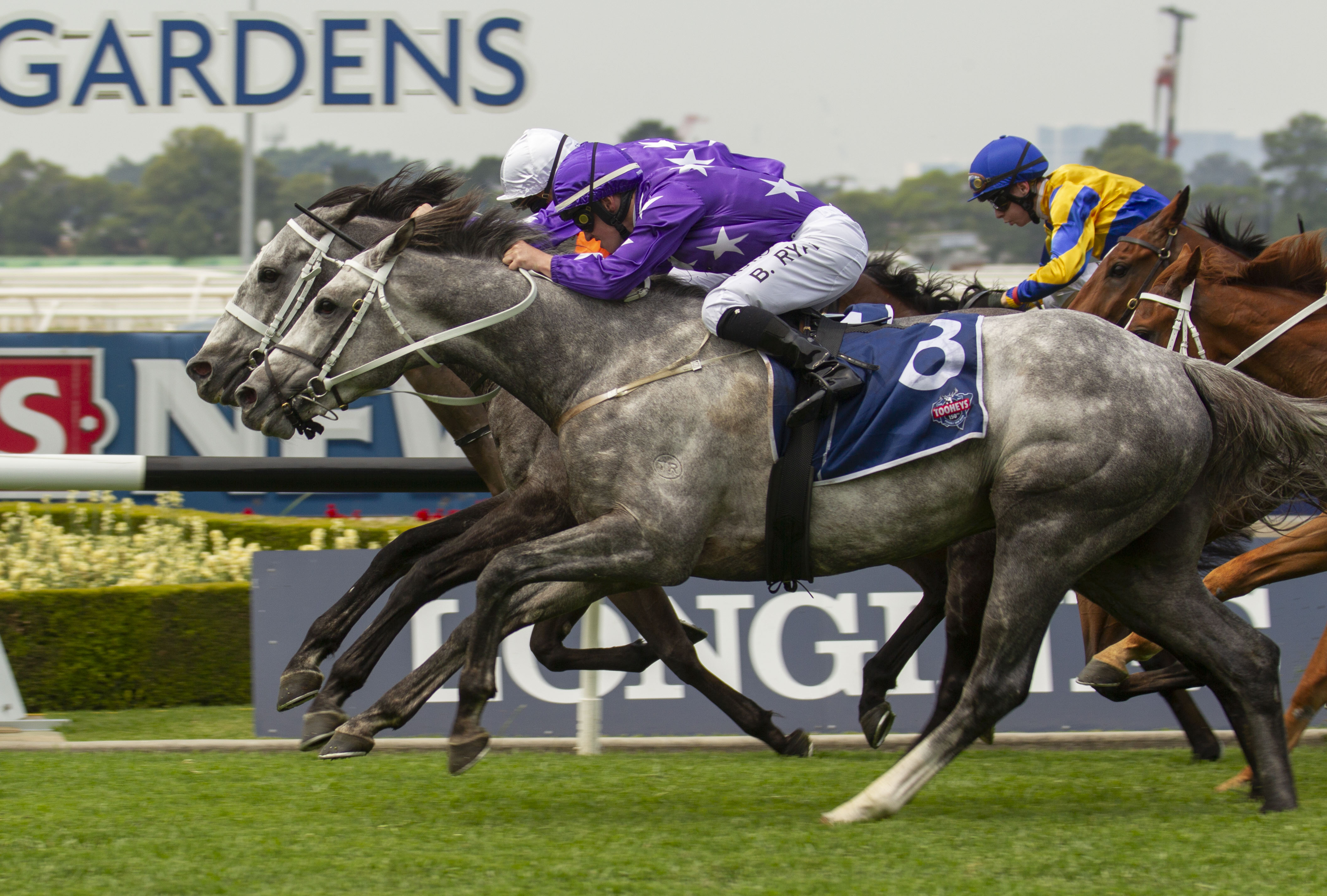 Asterius to target The Gong at Kembla Grange | Sports News Australia