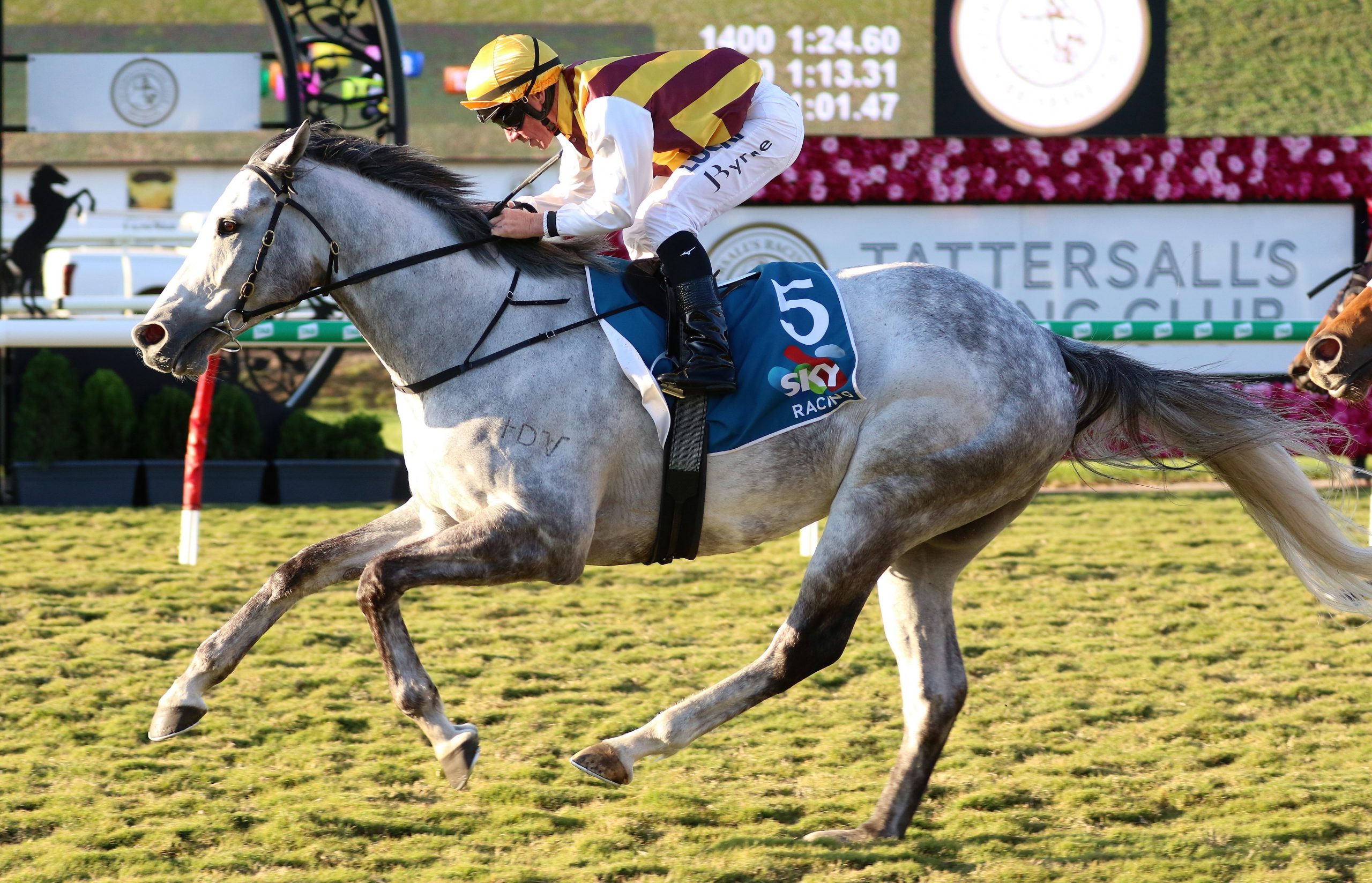 Silvera to resume in the 2019 Recognition Stakes | Sports News Australia