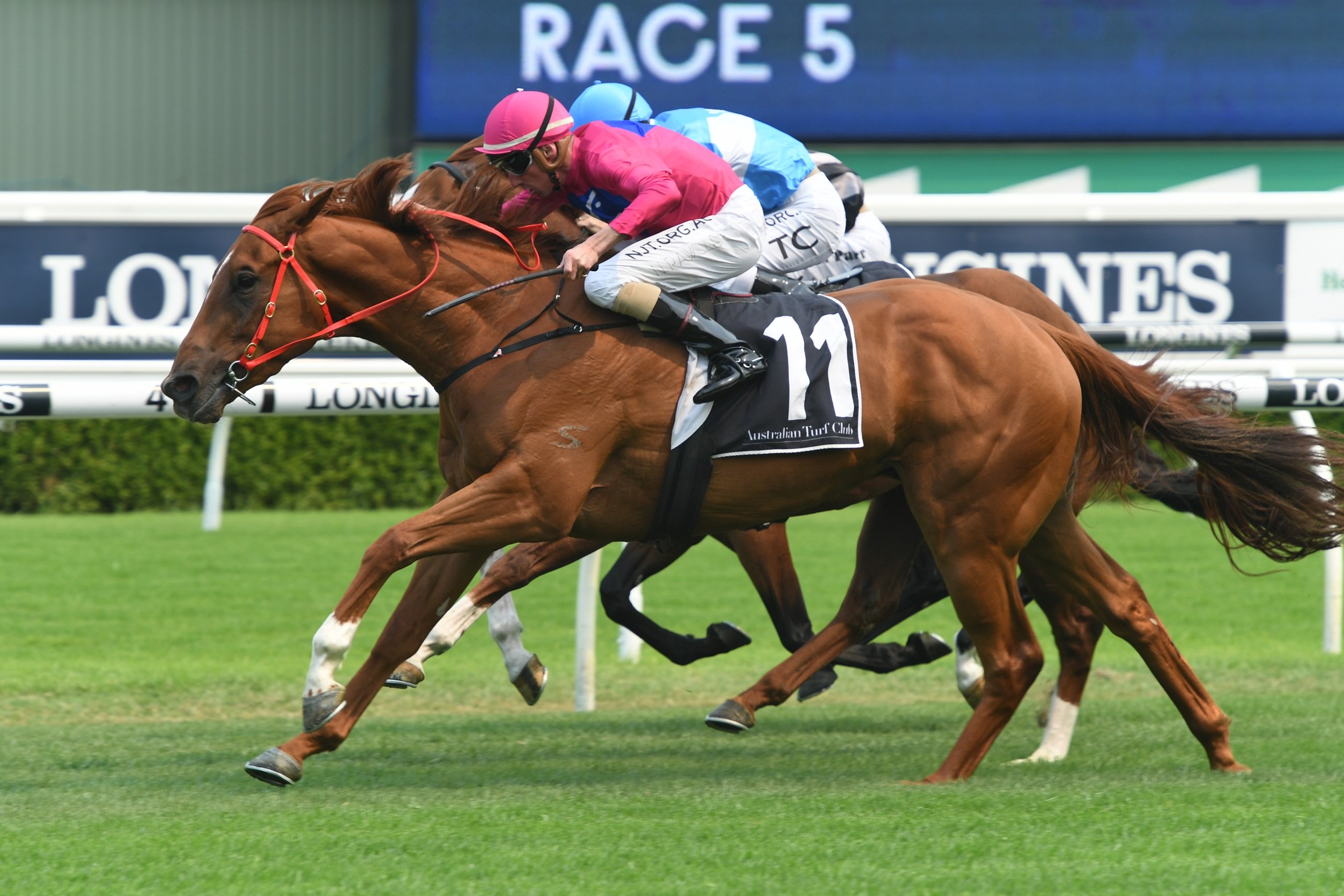 Superium to have 2020 Magic Millions Guineas tune-up | Sports News ...