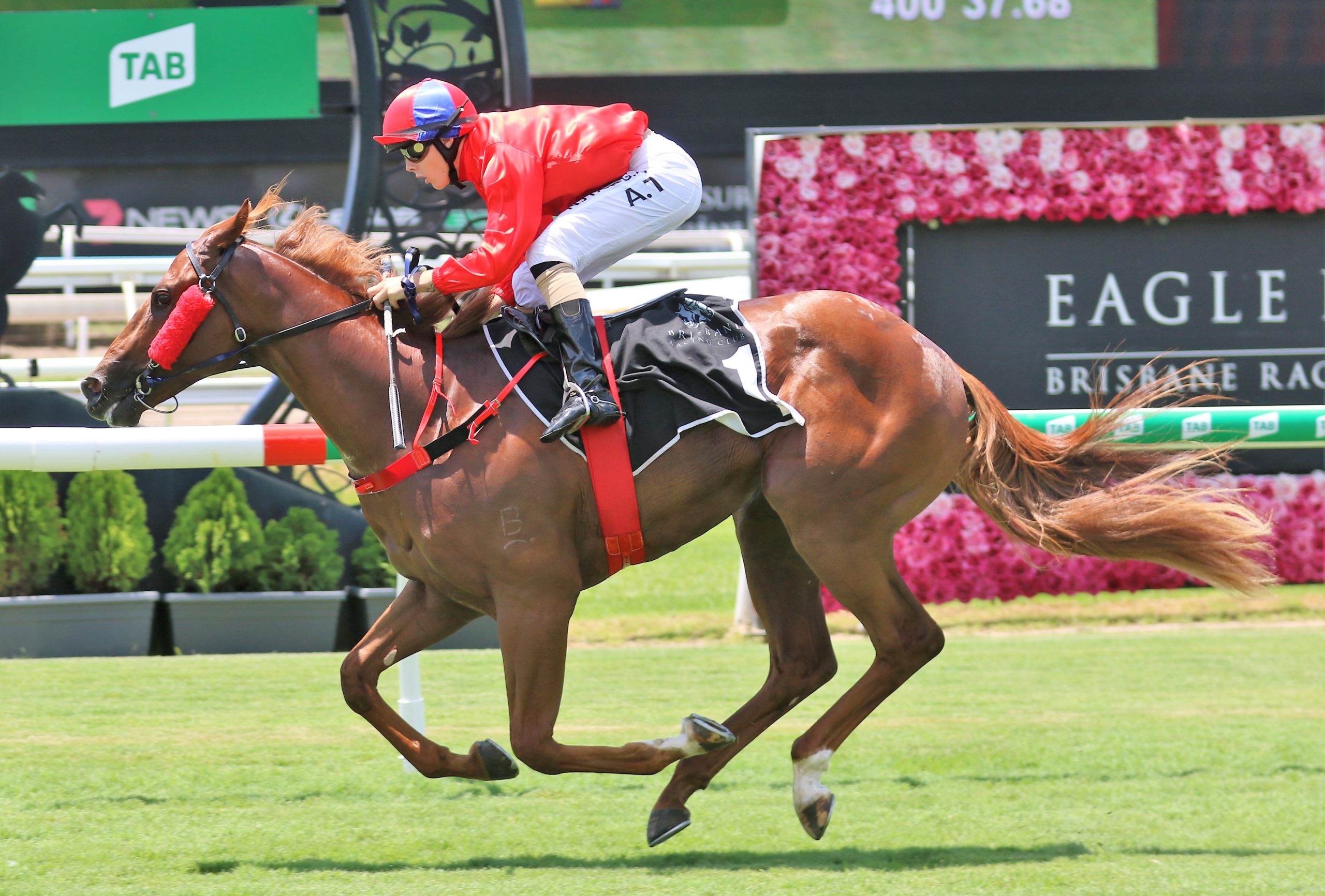 $500,000 The Jewel an option for impressive Uncle Frank | Sports News ...