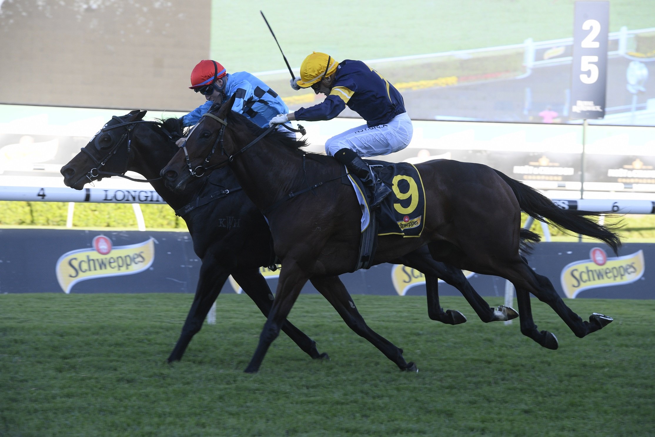 Tofane wins the G1 All Aged Stakes | Sports News Australia
