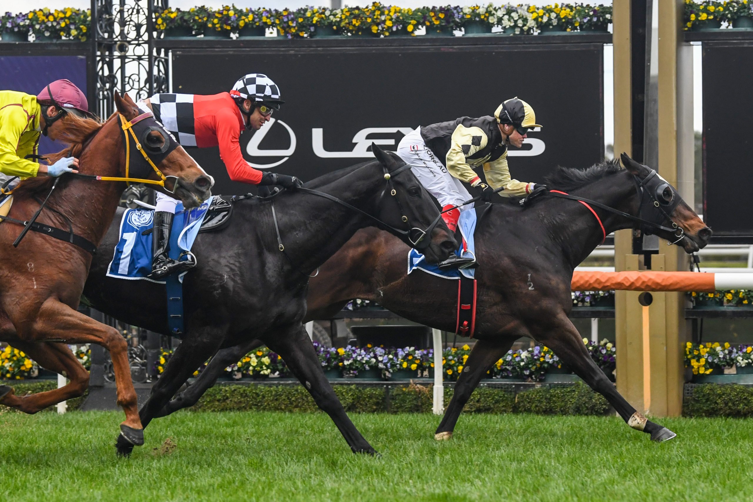 Lord Von Costa races into contention for The Kosciuszko | Sports News ...