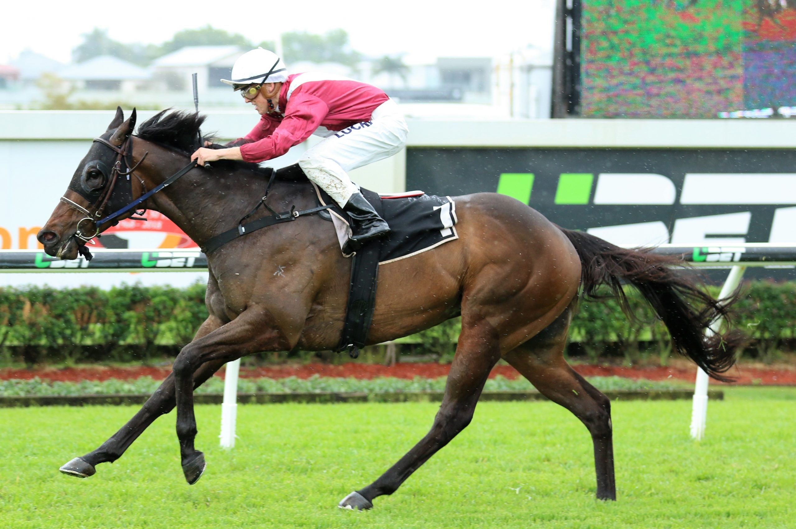 Mr Bellagio fresh and ready for 2020 Eye Liner Stakes | Sports News ...