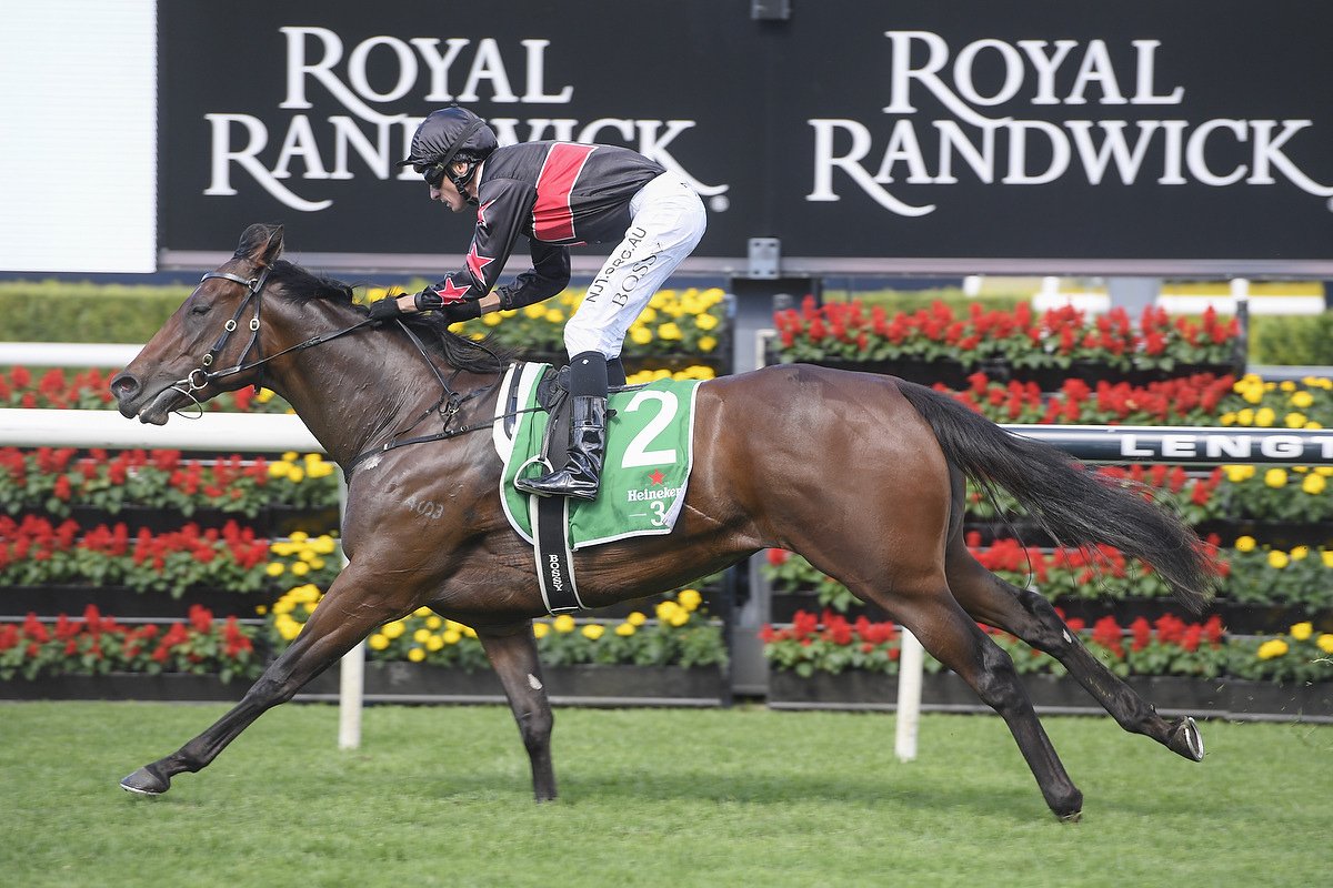 Star fillies to go head to head in the Gold Edition Plate | Sports News ...