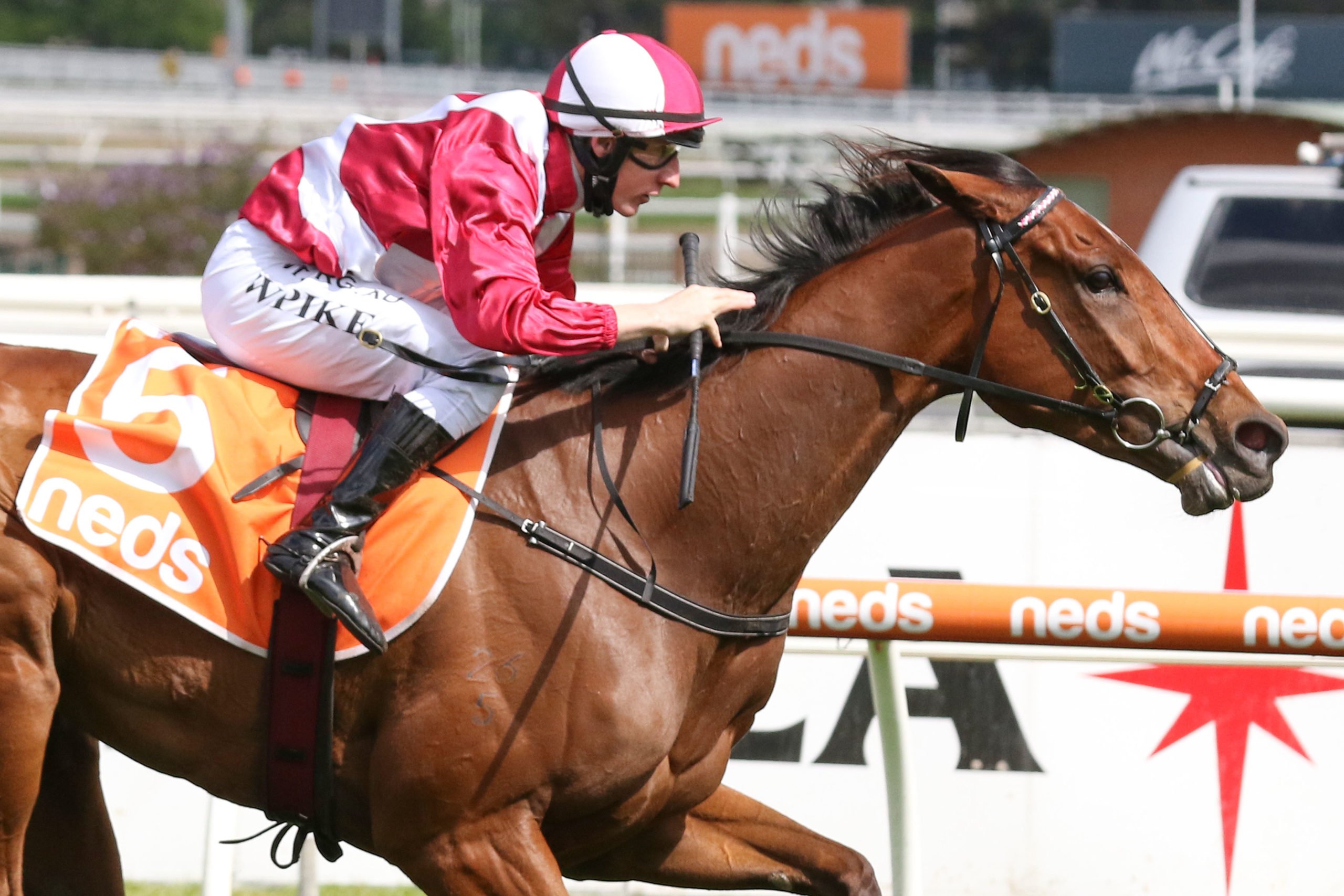 $5m All Star Mile favourite still lame | Sports News Australia