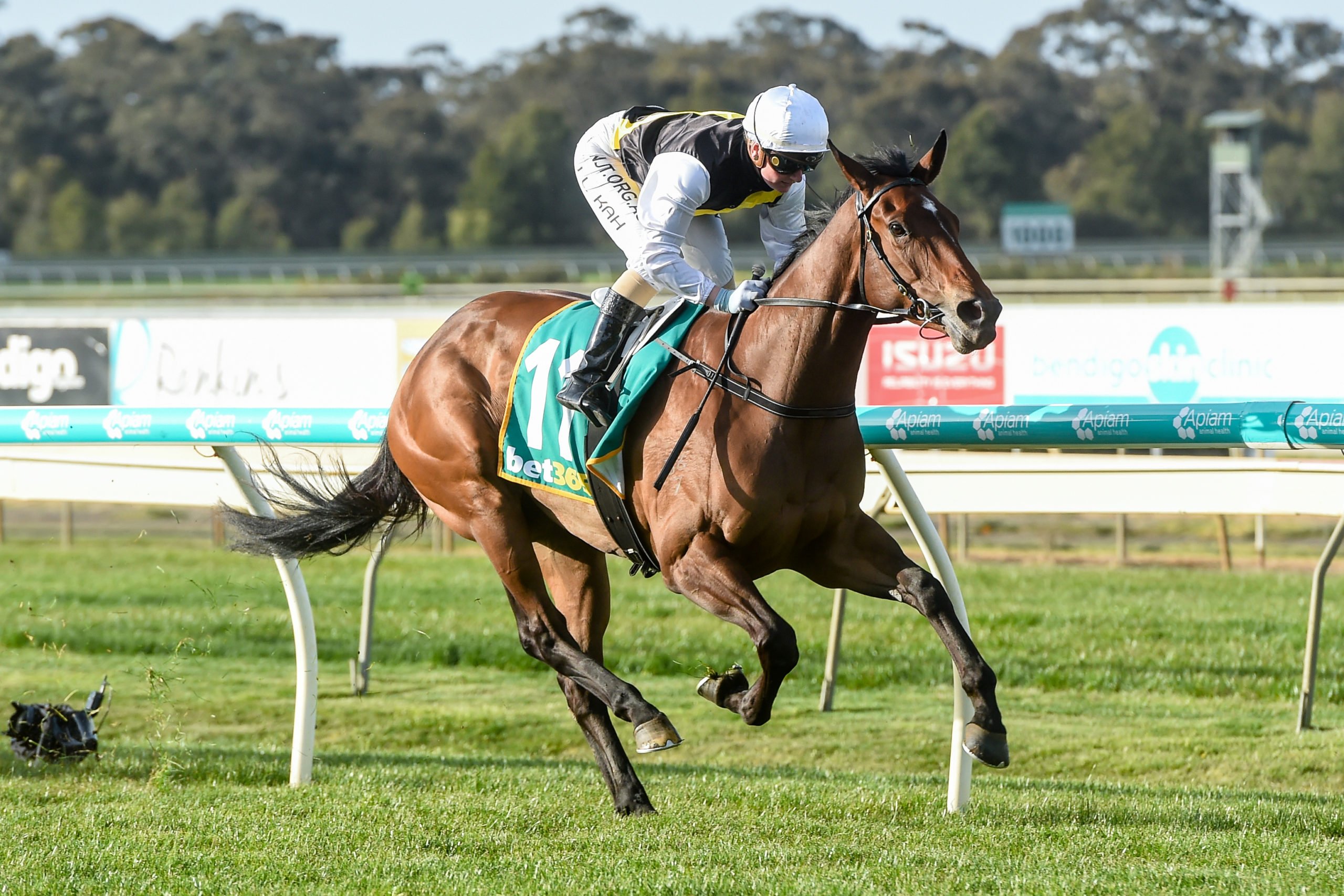 Mozzie Monster to step up in the Bendigo Guineas | Sports News Australia