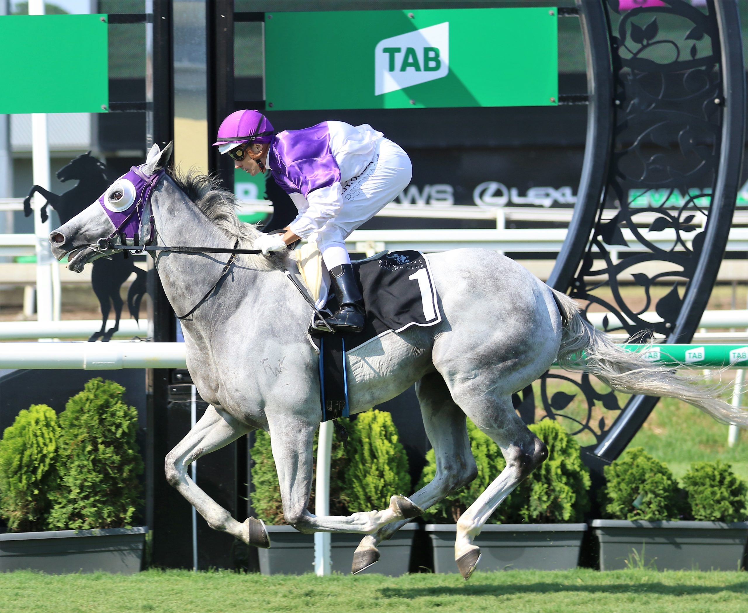 Queensland cult horse set for Victorian debut in Golden Mile | Sports ...