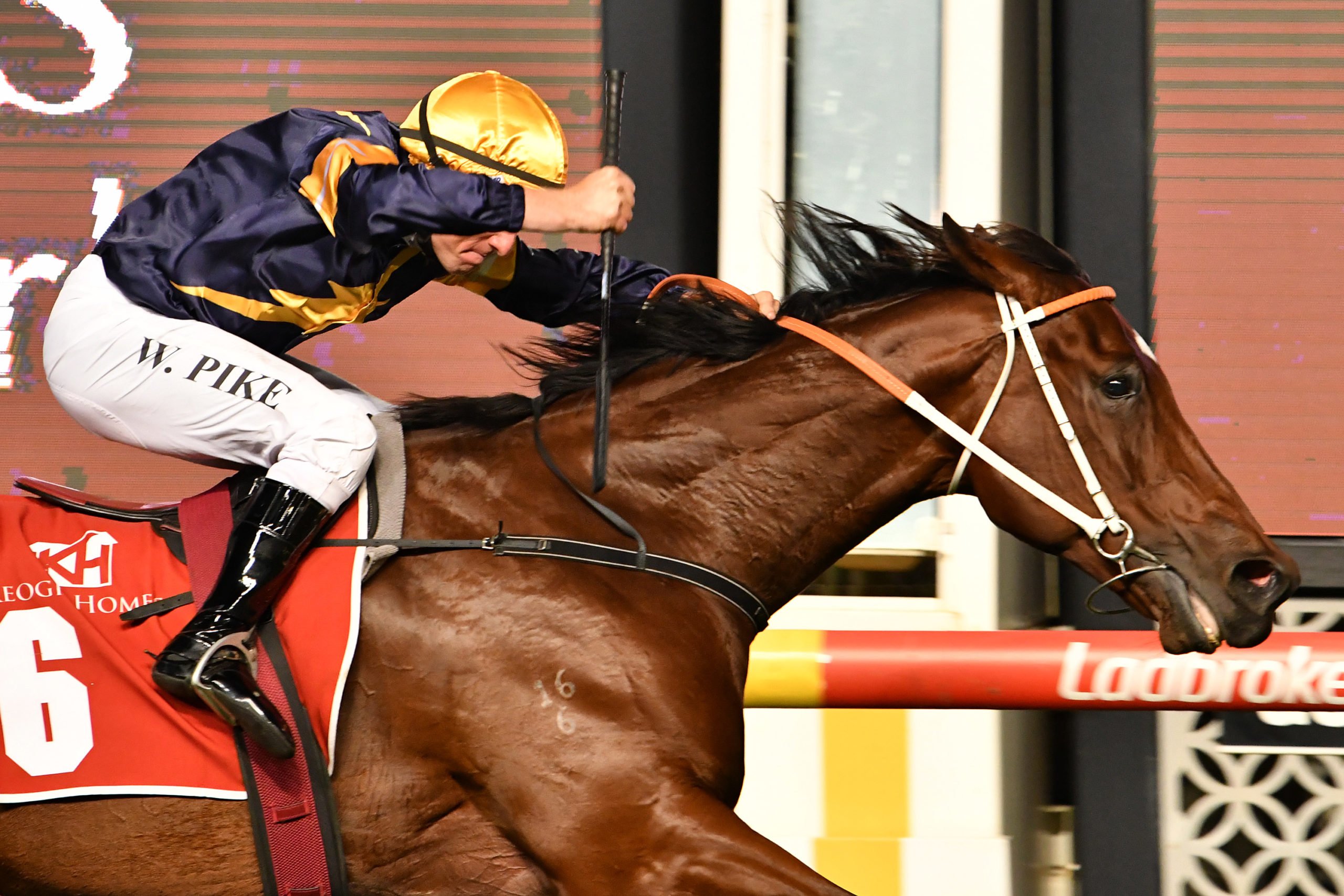 Boom sprinter all the rage in the 2021 All Aged Stakes | Sports News ...