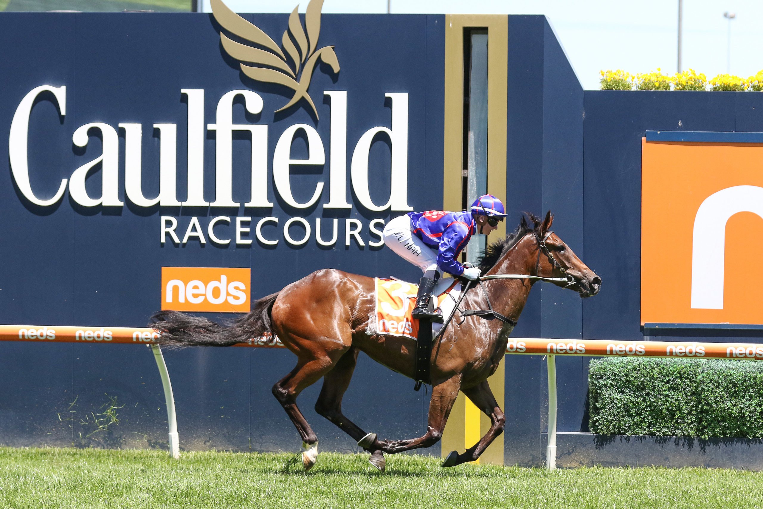 Exciting three-year-old set for Caulfield races | Sports News Australia