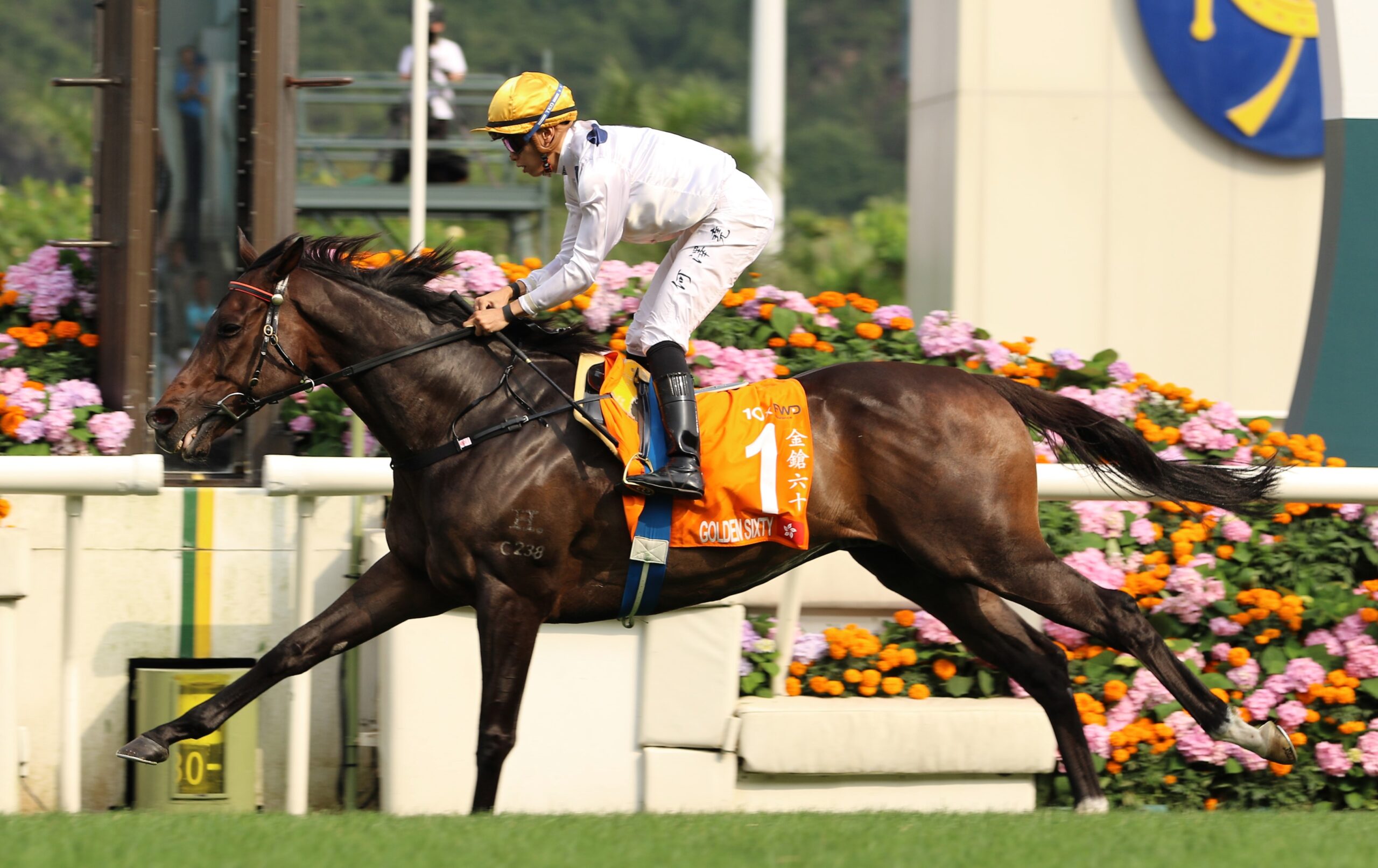 Golden Sixty aiming to become three-time winner of the Hong Kong Mile ...