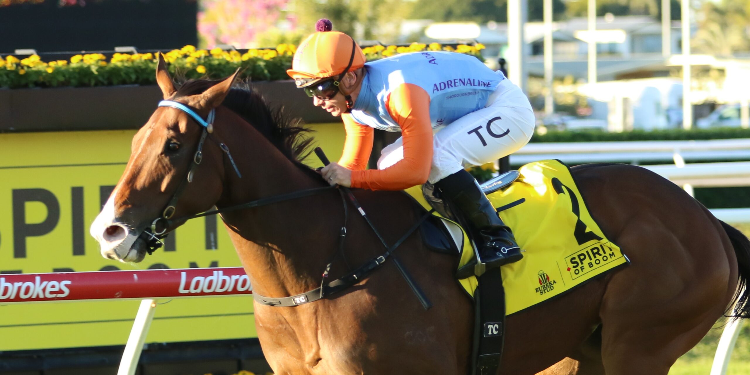 Michael Rodd to ride Prince Of Boom in the Bribie Handicap | Sports ...